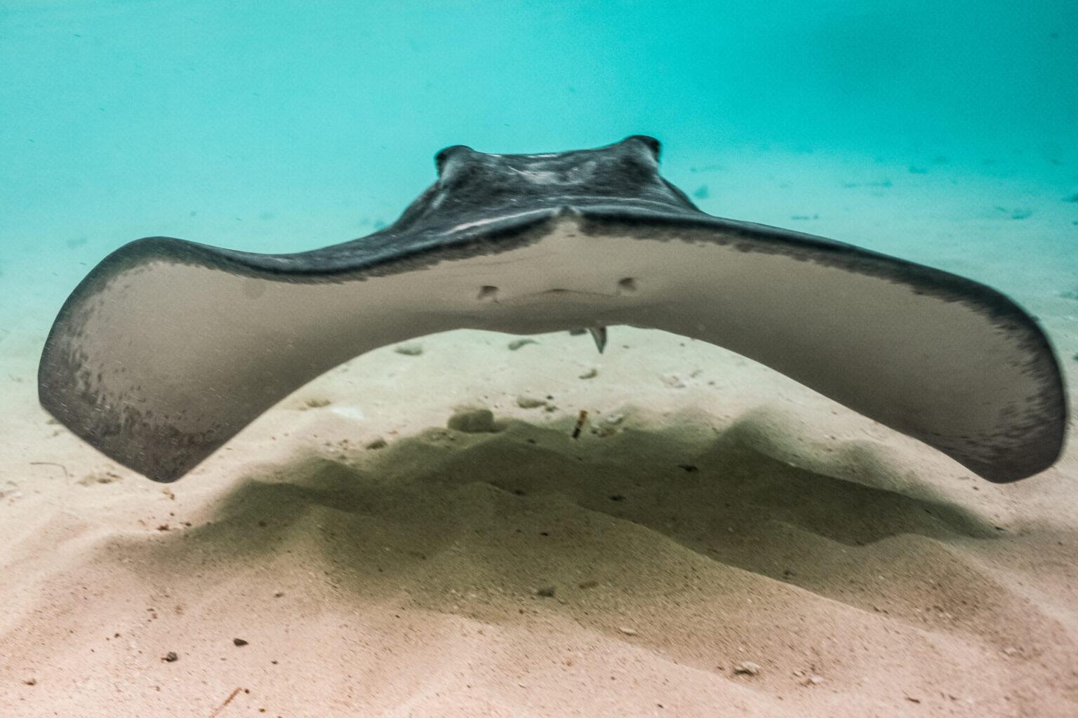 Manta Rays vs Sting rays: Understanding the Differences - Swim with ...